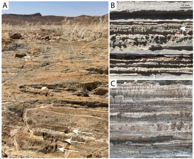 Holes in Desert Rocks May Have Been Left by Microbe Unlike Any Known