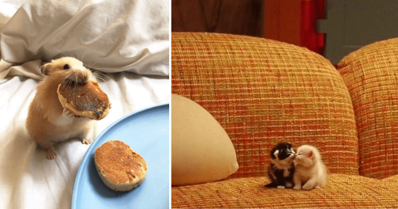 A Collection of Sugar-Sweet and Wonderfully Fuzzy Smol Animal Posts for ...