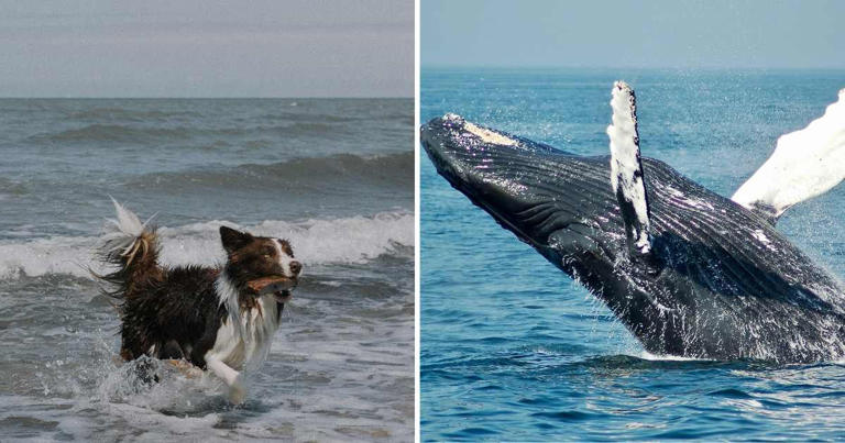 Whales Walked Around Like Dogs on Land on Four Legs Millions of Years ...
