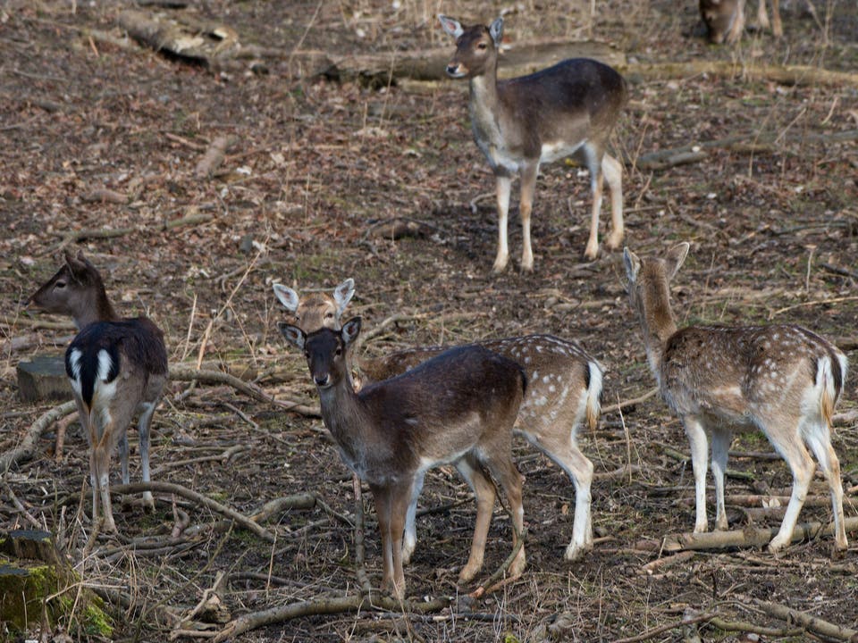 PA Hunters Thin Deer Numbers: See Game Commission 2024-25 Stats