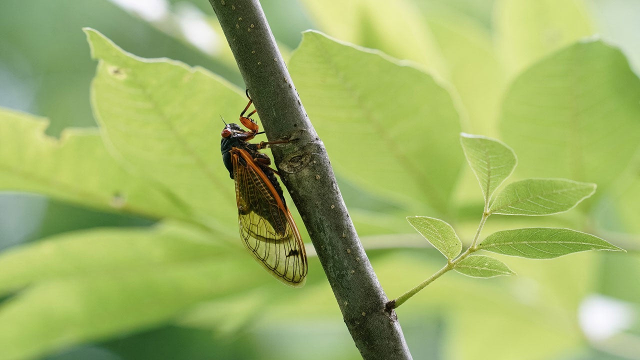 Cicadas Set To Emerge Again In 13 States: What To Know About Brood XIV