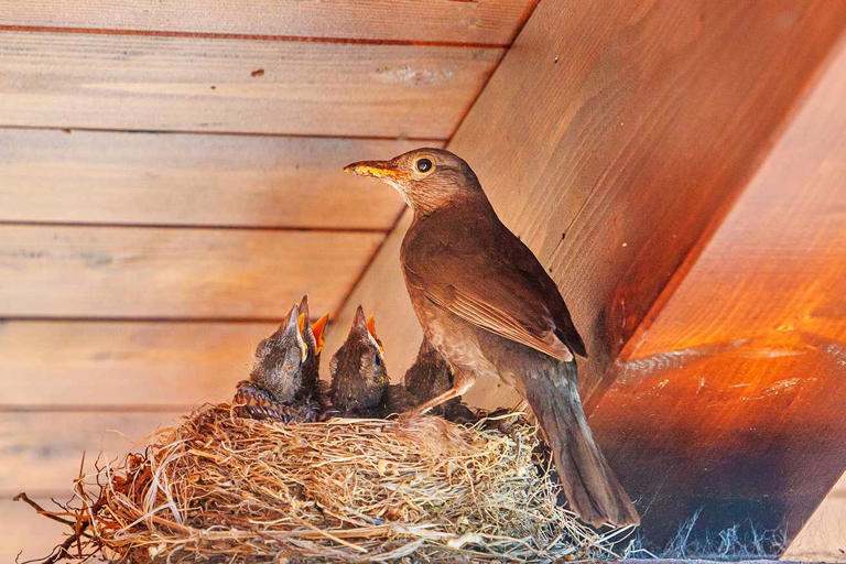 How to stop birds from nesting in unwanted places, according to an ...