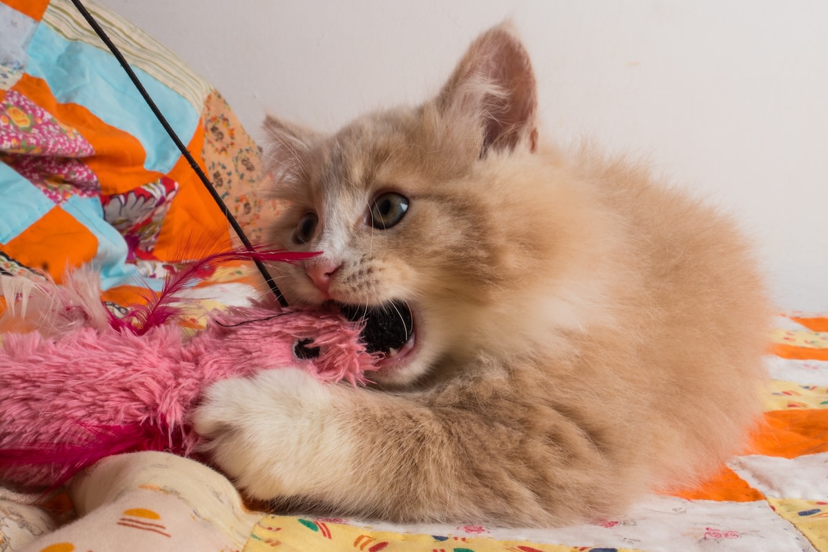 Orange Maine Coon Kitten Showing Off Humongous 'Toe Beans' Gives 'Tony ...
