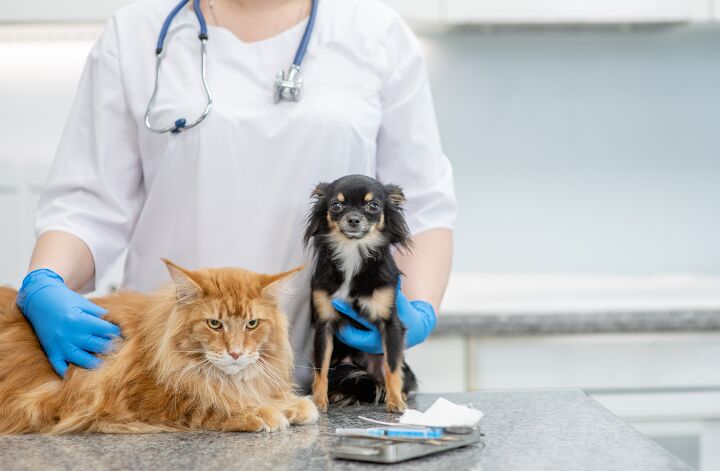 Nationwide Pet Insurance Reveals Most Common Claims