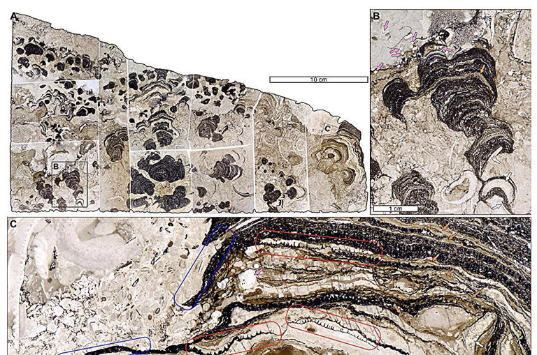 Oldest known phosphatic stromatoporoid sponge discovered in south China