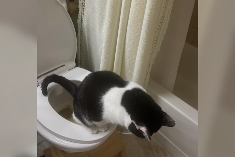 Owner Completely Unprepared for Cat's Reaction to Litter Robot Malfunction