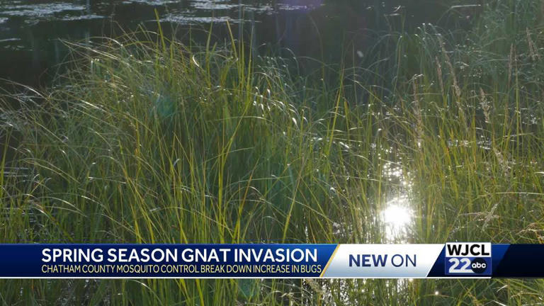 What's with all the gnats? Experts explain the spring swarm in Coastal ...
