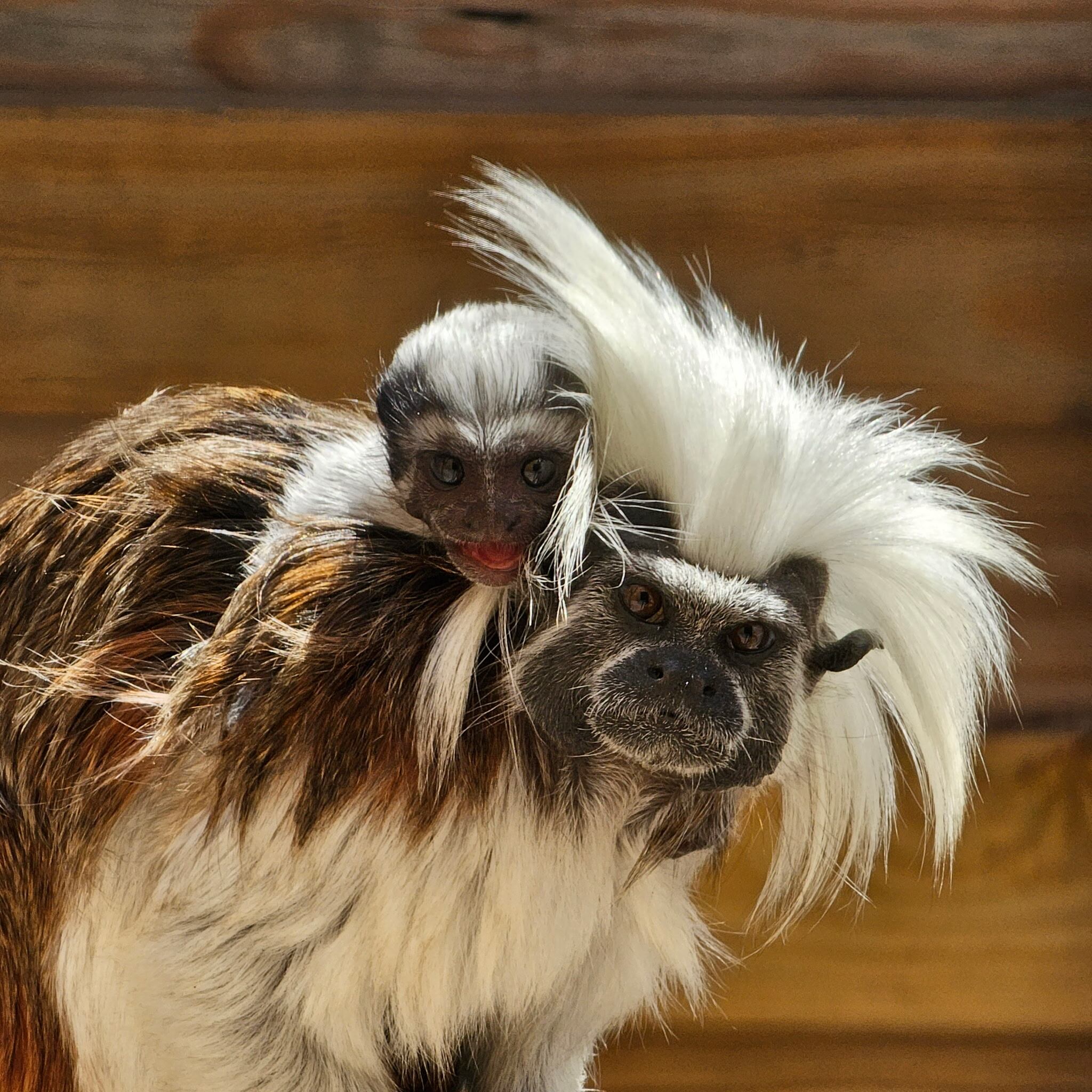 Endangered primates born at Wildlife Center