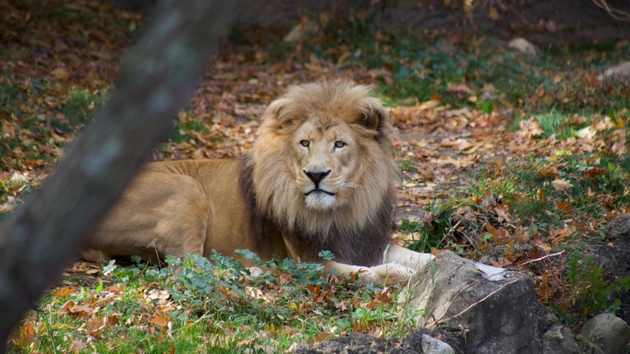 How is Kiume? New Fort Wayne lion attracts crowds, ‘crush’ from new mate