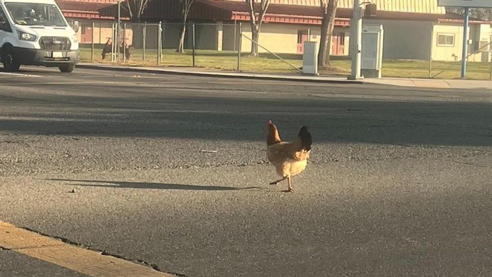 Chicken crosses roads, leaves drivers in Visalia stopping to watch ...
