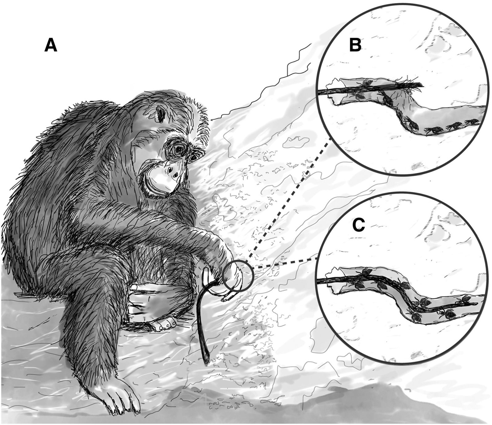 Chimpanzees craft their tools like engineers 🛠️