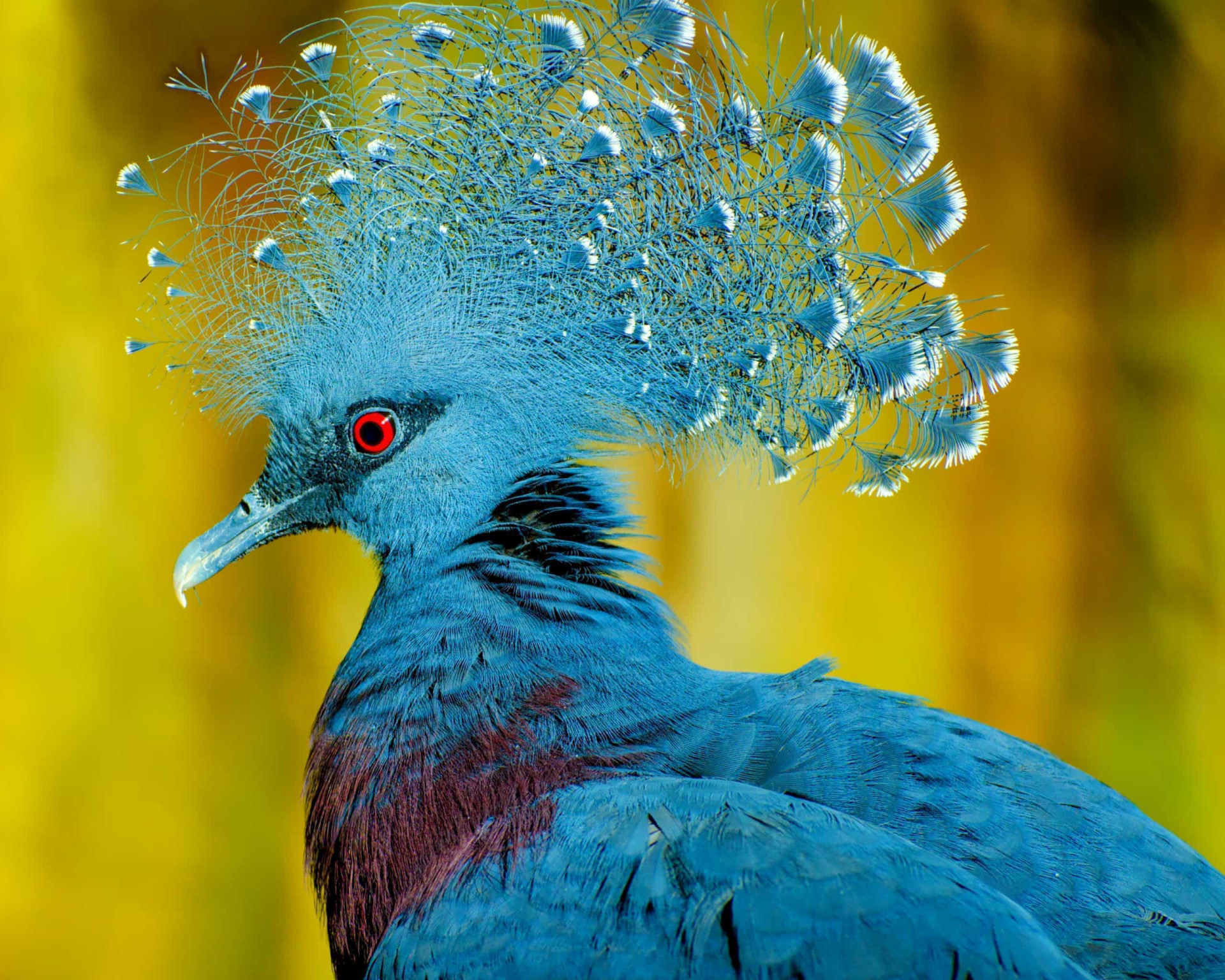 Flights of fancy: the most colorful and exotic birds on the planet