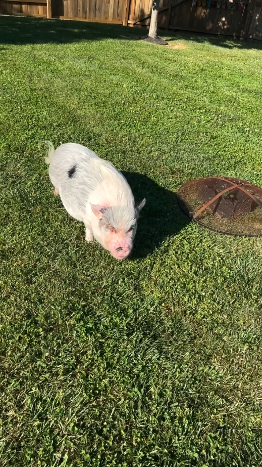 Rainbow zoomies unleashed: Watch the boost mode action