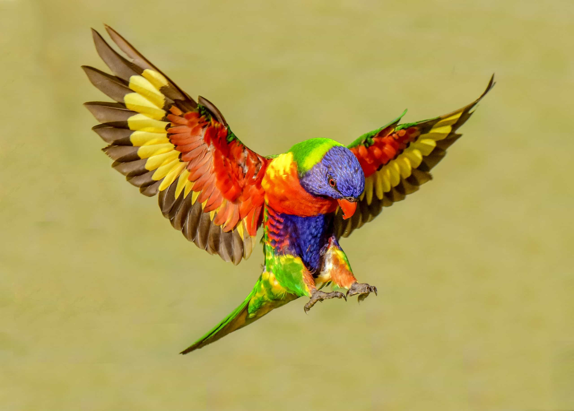 Flights of fancy: The most colorful and exotic birds on the planet