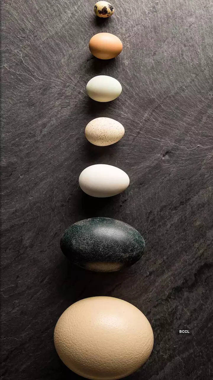 10 birds and their unique egg colours