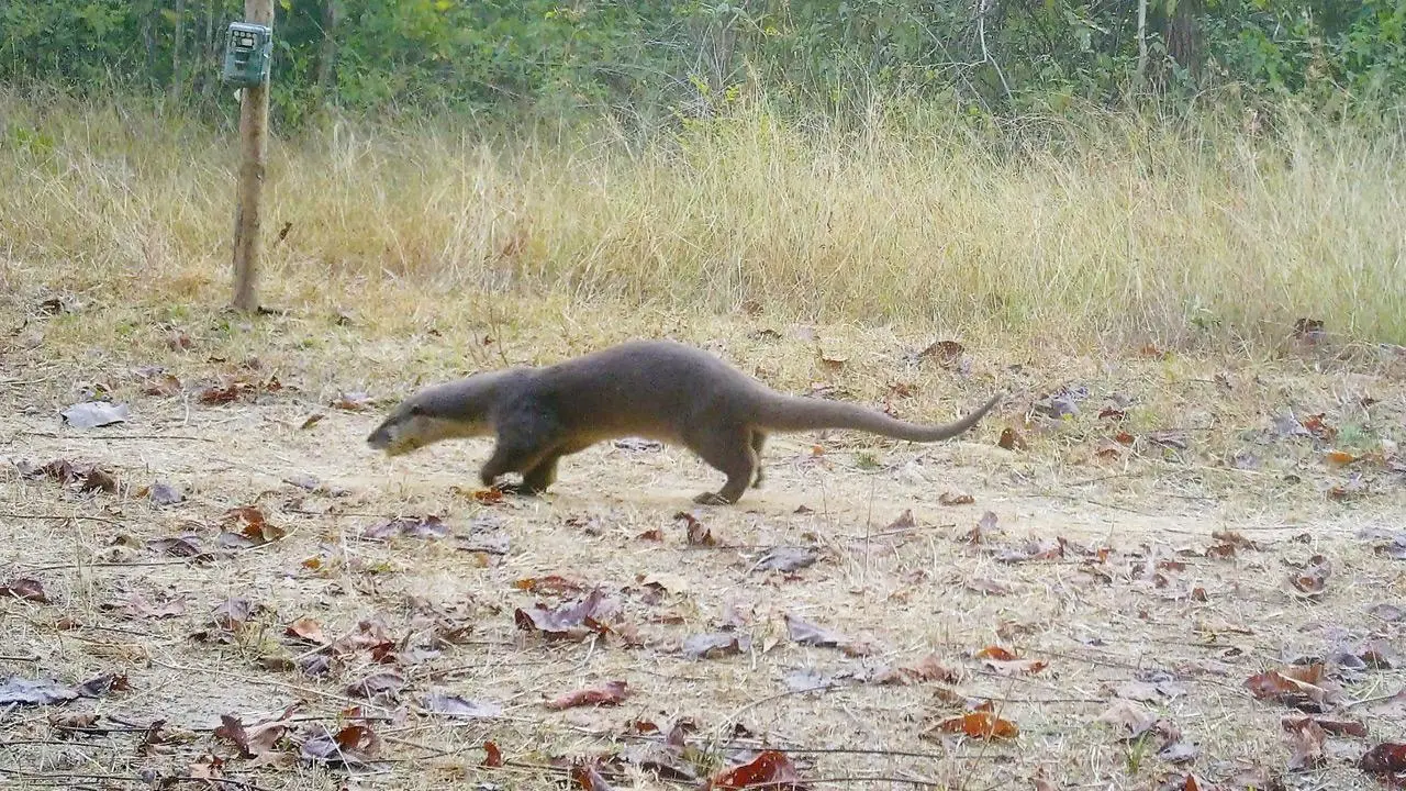 First-ever photographic evidence of Eurasian otter captured in NNTR