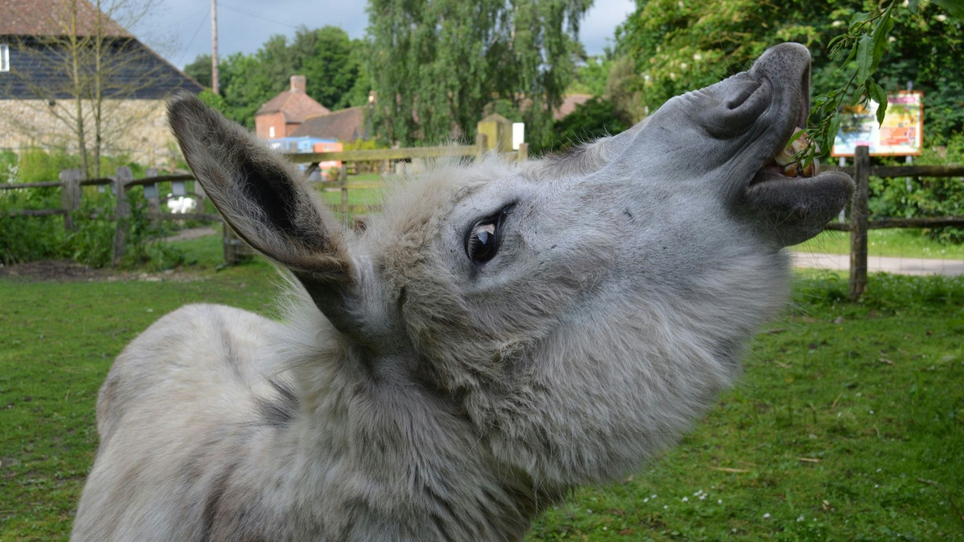 Win an annual family membership to Kent Life Heritage Farm Park!