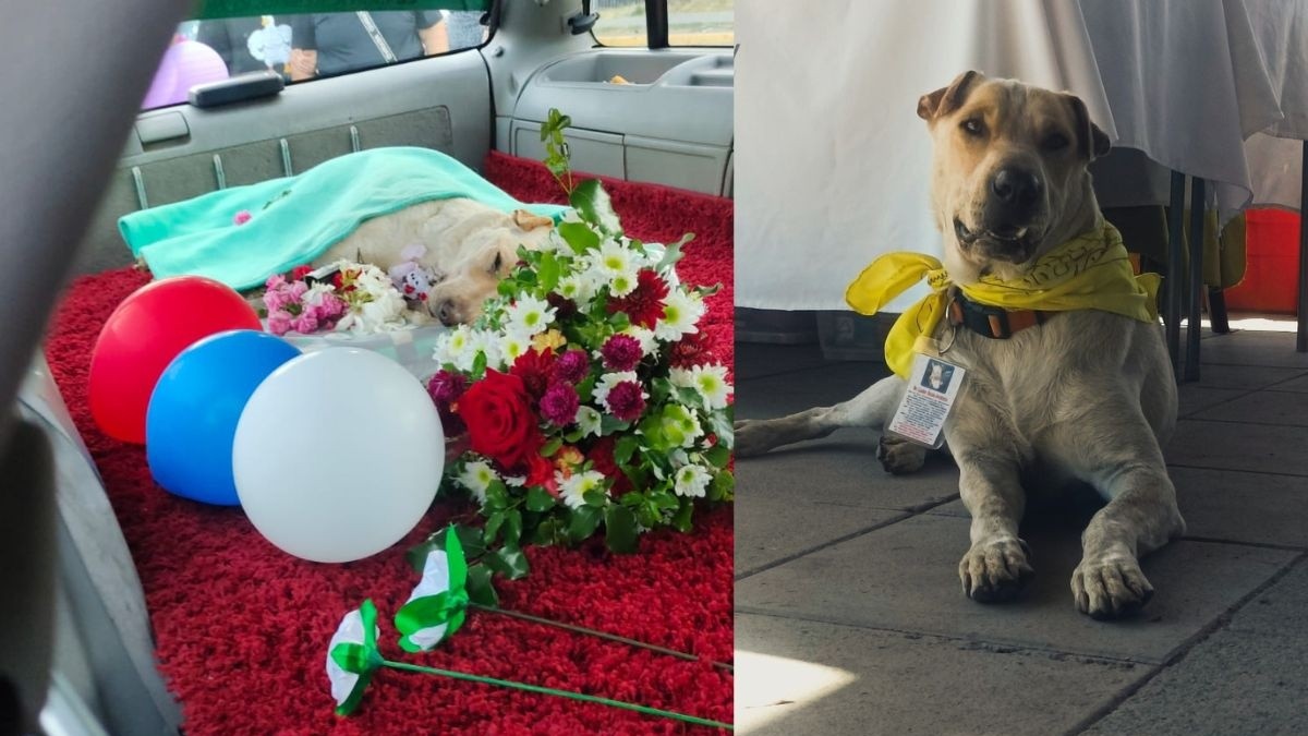 VIDEO: Heartfelt Farewell Procession for Rusio, a Beloved Community Dog ...