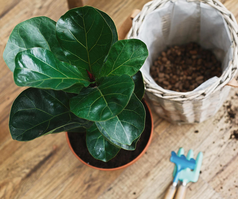 How to make your own fiddle leaf fig potting mix – a quick DIY to ...