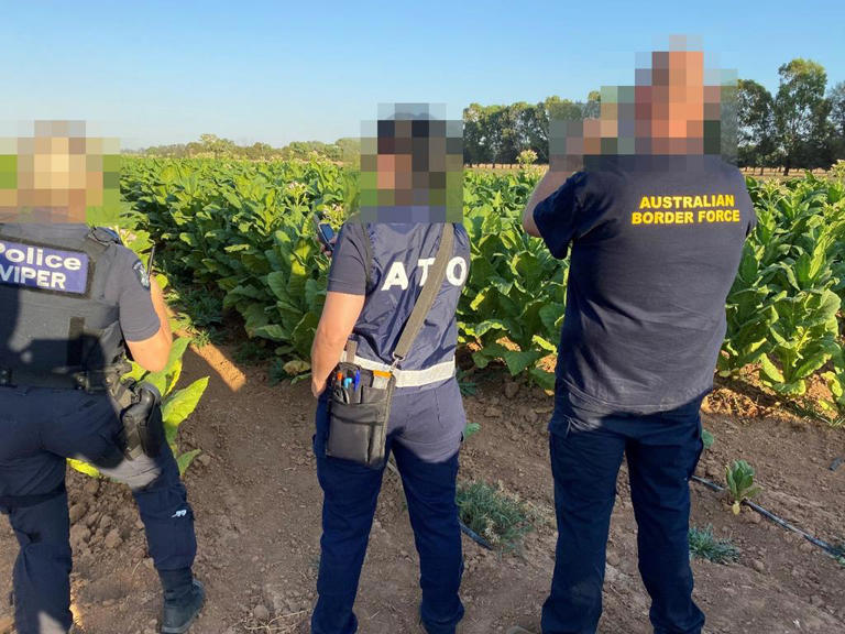 ATO’s warning on black market ciggies