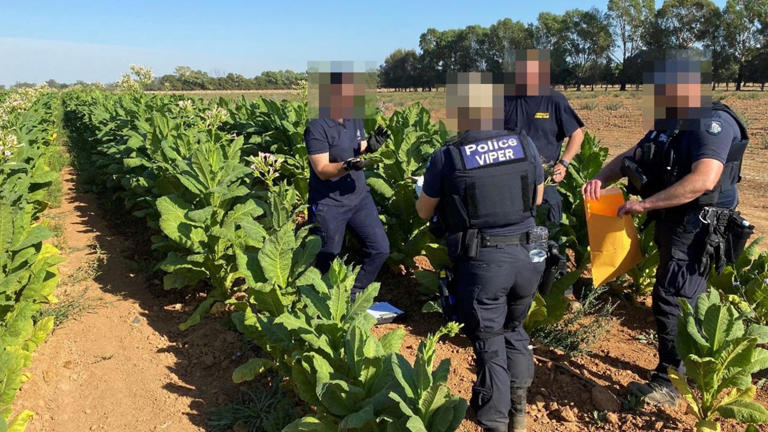 ATO’s warning on black market ciggies