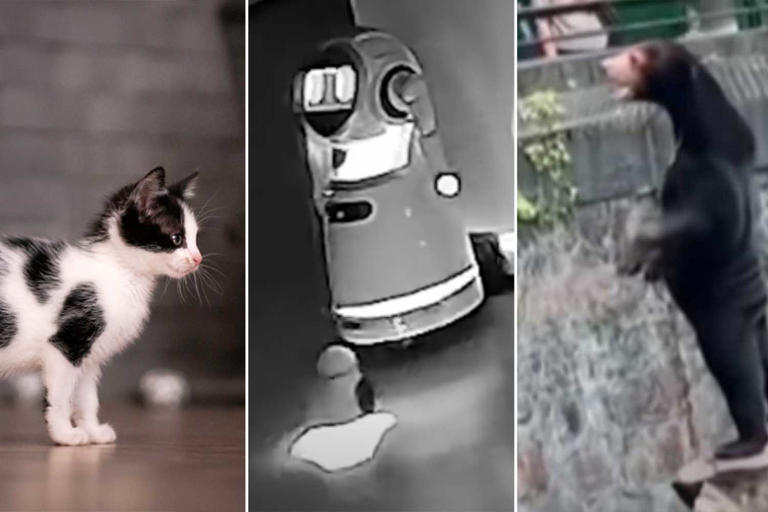 Can you tell if these headlines are April Fools or bizarre true stories?