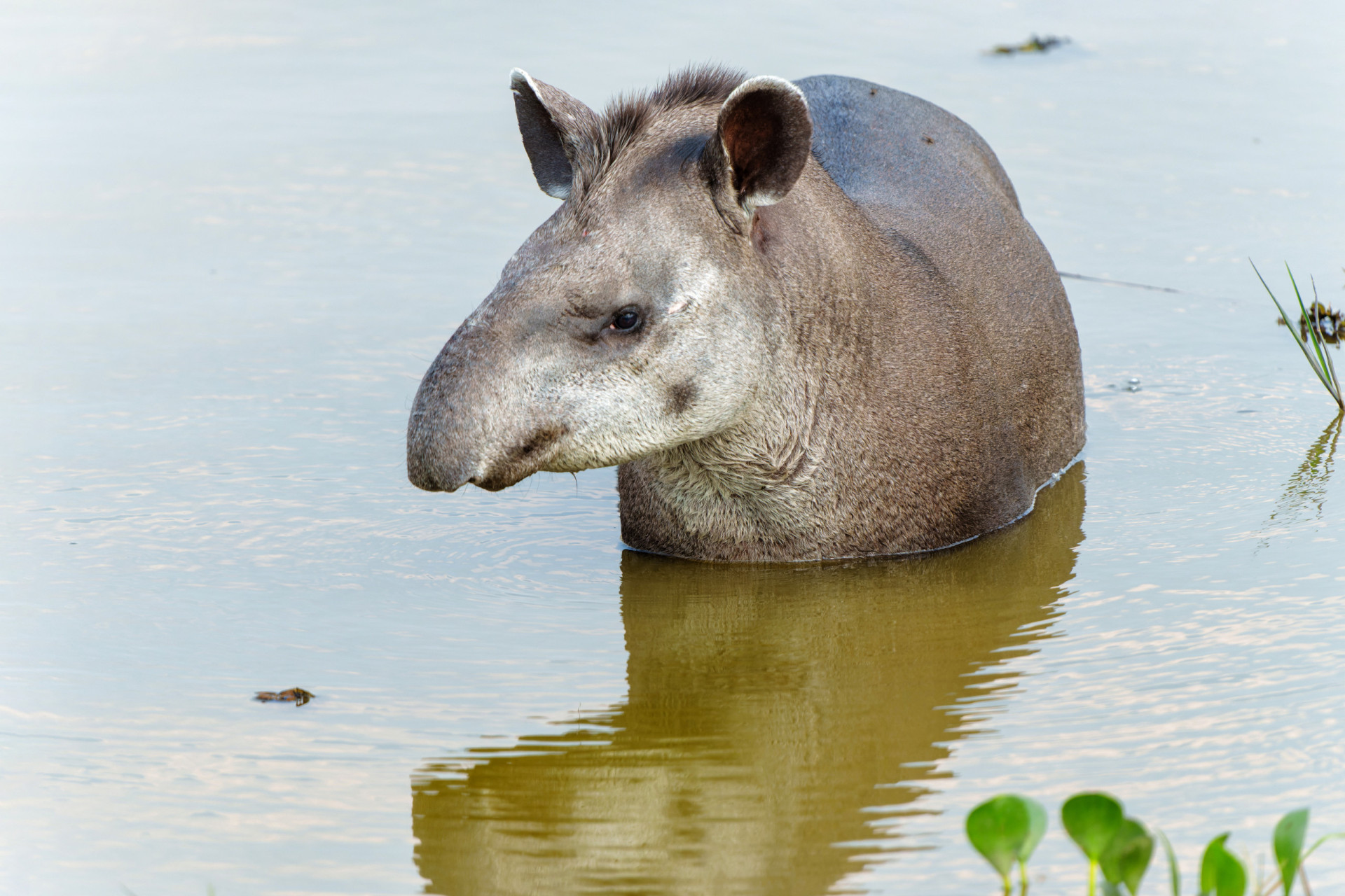 Tapir trivia: Fun and fascinating facts about these unique creatures
