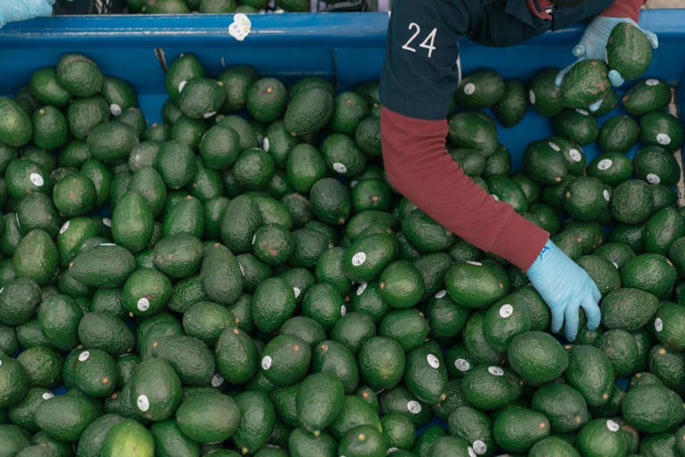 Chipotle Went on a Seven-Year Quest to Find Avocados Outside of Mexico