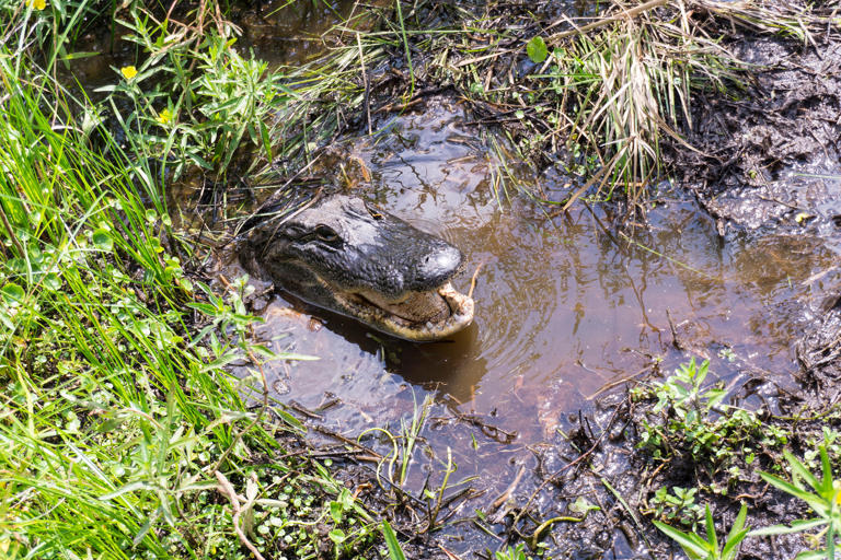 Alligator attack kills Florida woman: New details released, FWC website ...