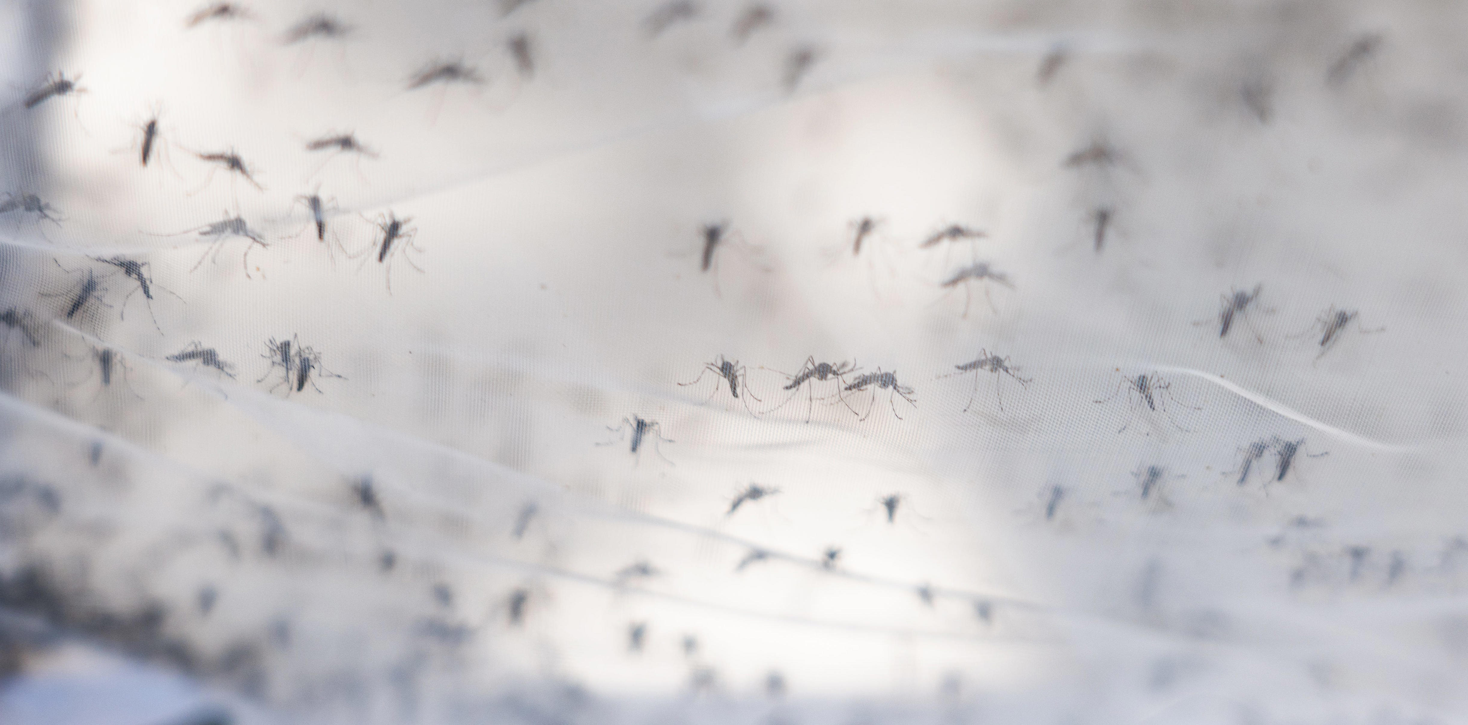 Spring means the return of these common creepy crawlies in Missouri ...