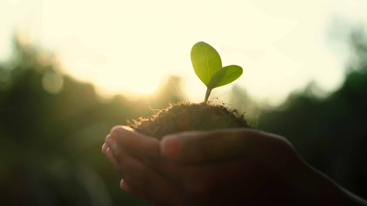 Sustainability in schools: Educating for a greener tomorrow