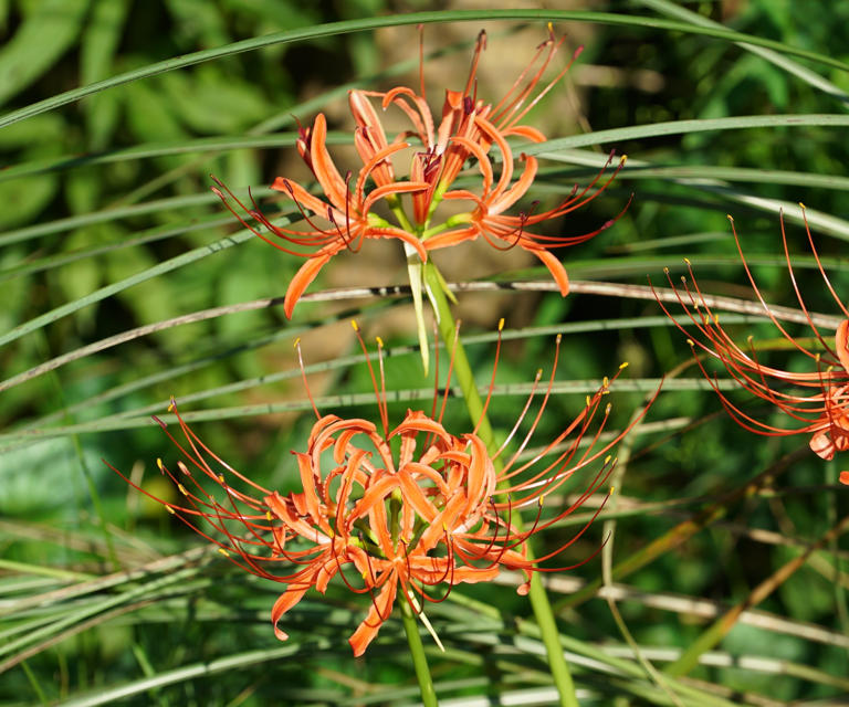 How to grow spider lily – expert advice on cultivating the breathtaking ...