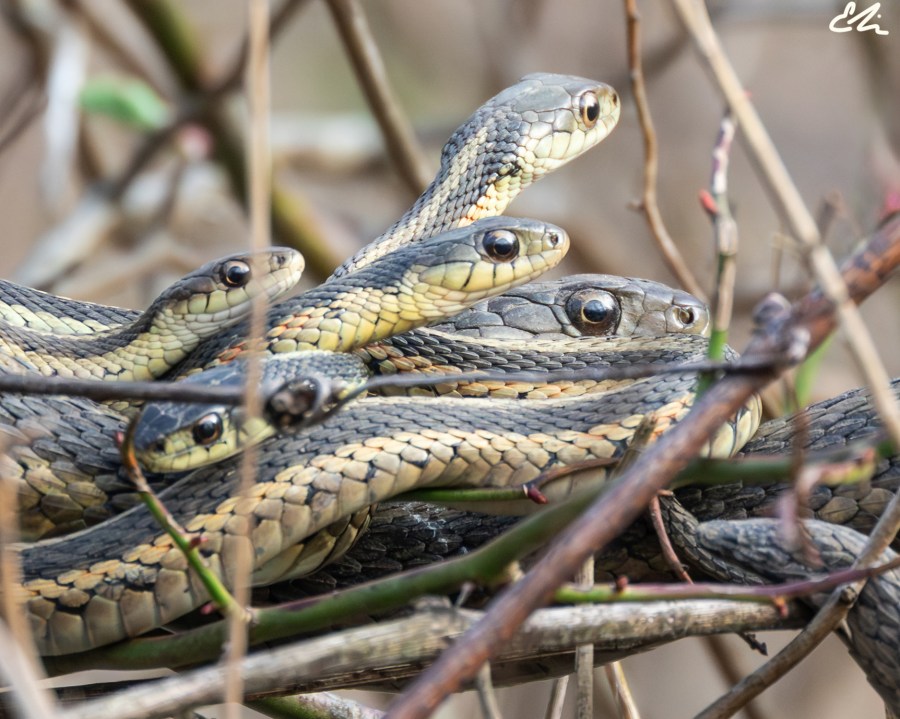 Count them! So many snakes spotted at local park
