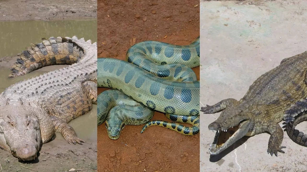 7 largest reptiles on earth ‘six times’ larger than a human – from ...