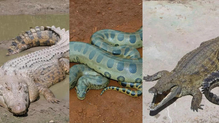 7 largest reptiles on earth ‘six times’ larger than a human – from ...