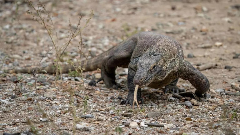 7 largest reptiles on earth ‘six times’ larger than a human – from green anaconda to saltwater ...