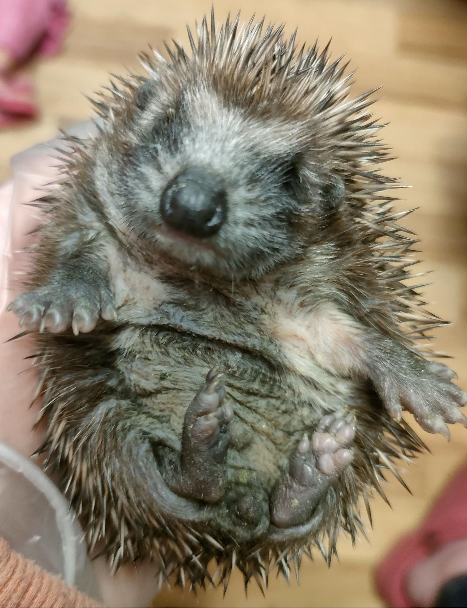 Online Art Auction to help Yorkshire's endangered hedgehogs