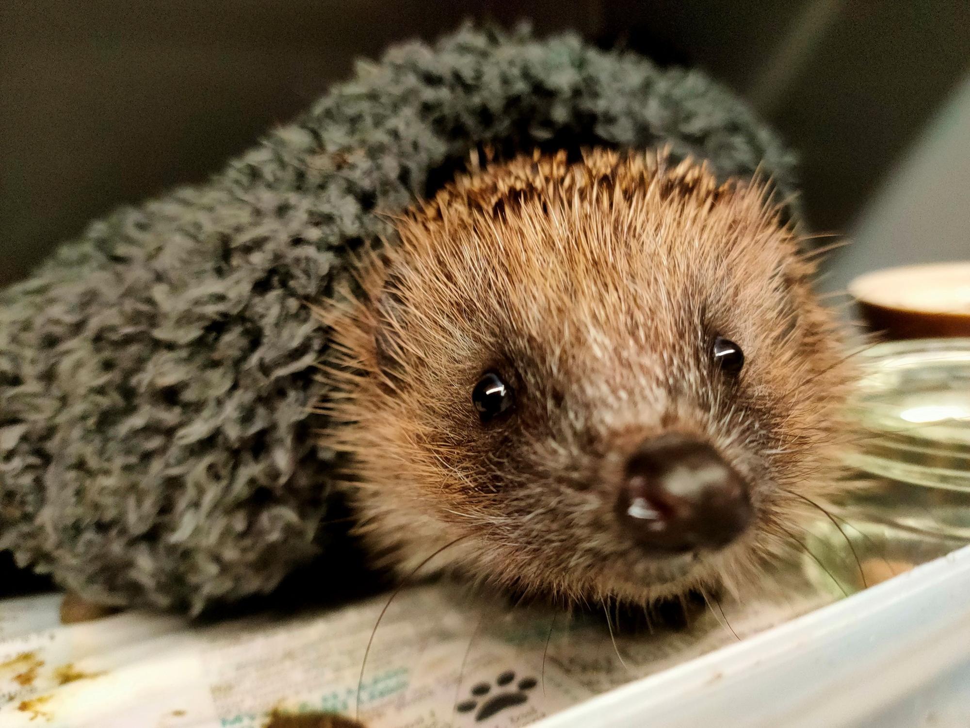 Online art auction to help Yorkshire's endangered hedgehogs
