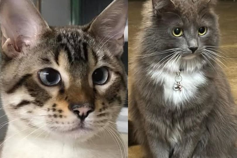 Meet the 'sniffer cats' - Warwickshire Police's newest recruits