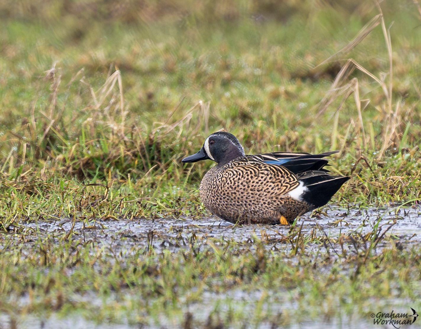 Graham Workman column: Wild duck chase