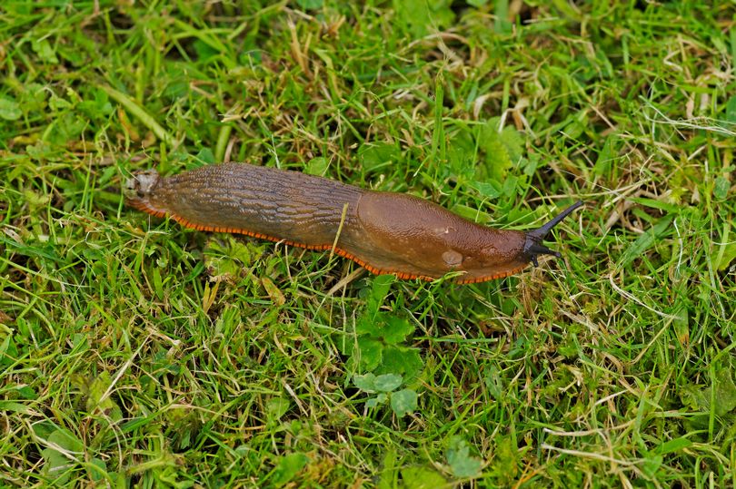 Expert says having slug trails in your garden is actually a good thing