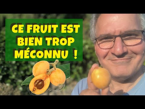 Ce fruit qu'on devrait TOUS cultiver ! Facile, sain et délicieux