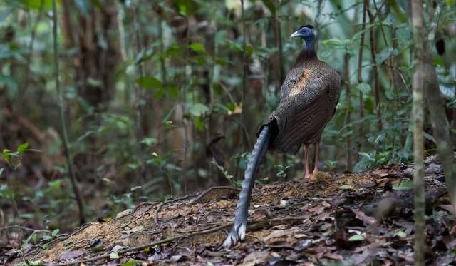 Trail camera captures rare sighting of elusive creature in national ...