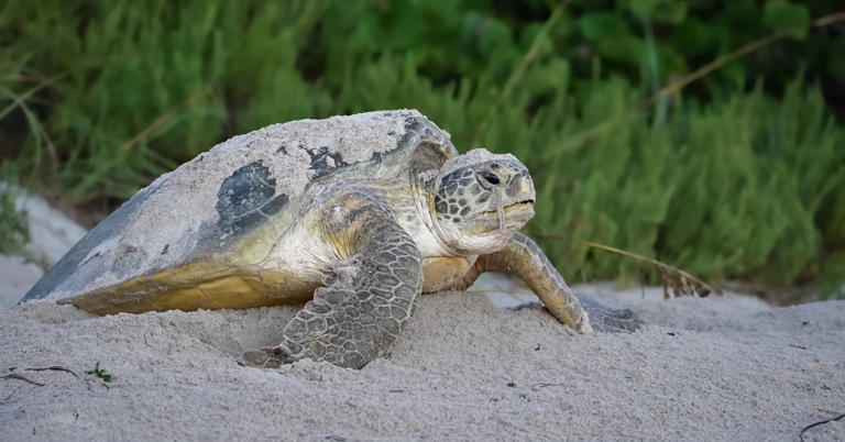 The extraordinary reason why scientists are collecting sea turtle tears