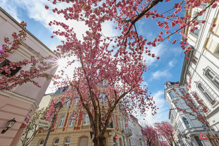 Die 10 schönsten Orte für die Kirschblüte in Deutschland
