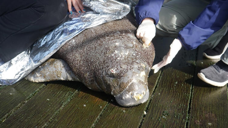 Seasonal manatee protection zones are in effect for boaters
