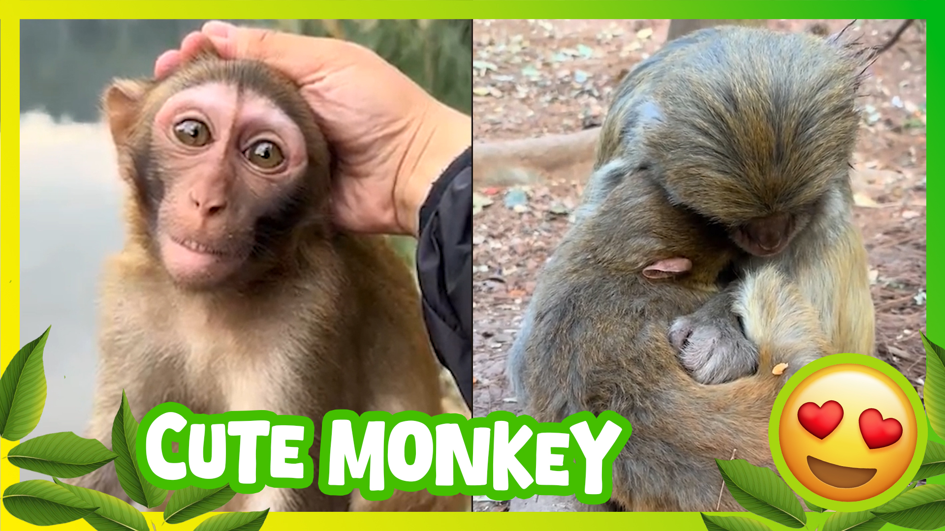 🐵 Cute Monkey! This Monkey Will Melt Your Heart – VDS Monkey 😍🐒💖