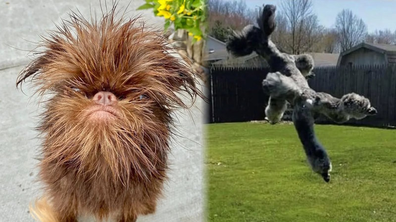 25 Obvious Cryptids Who Successfully Pretend To Be Ordinary Dogs
