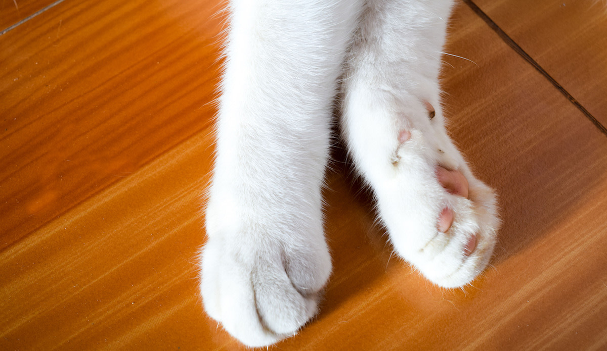 Cat Who Looks Identical to Actor Steve Buscemi Is Making Everyone Do a ...