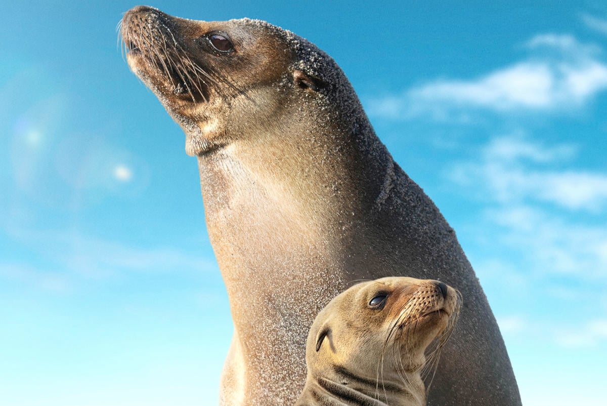 Sea Lions of the Galápagos First Look and Disney’s Earth Month Details